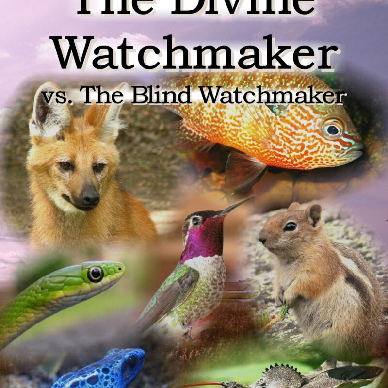 The divine watchmaker vs The blind watchmaker for kids! – Ask The Animals