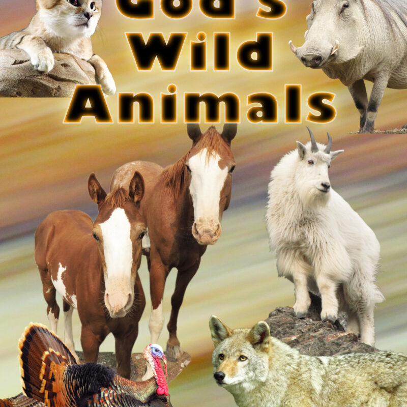 Animals and their God-given Gift for Architecture – Ask The Animals